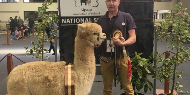 Alpacas As Pets | Alpaca Breeders of Vermont