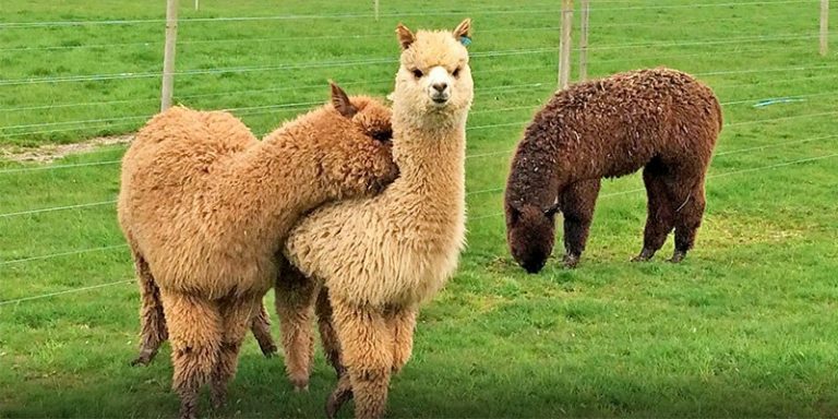 The History Of Alpaca | Alpaca Breeders of Vermont