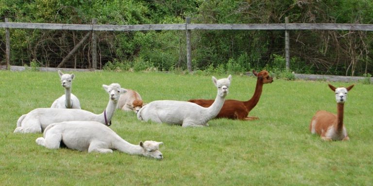Tips to develop Alpaca Farms | Alpaca Breeders of Vermont