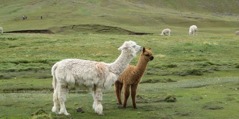 History and Facts of Alpacas | Alpaca Breeders of Vermont